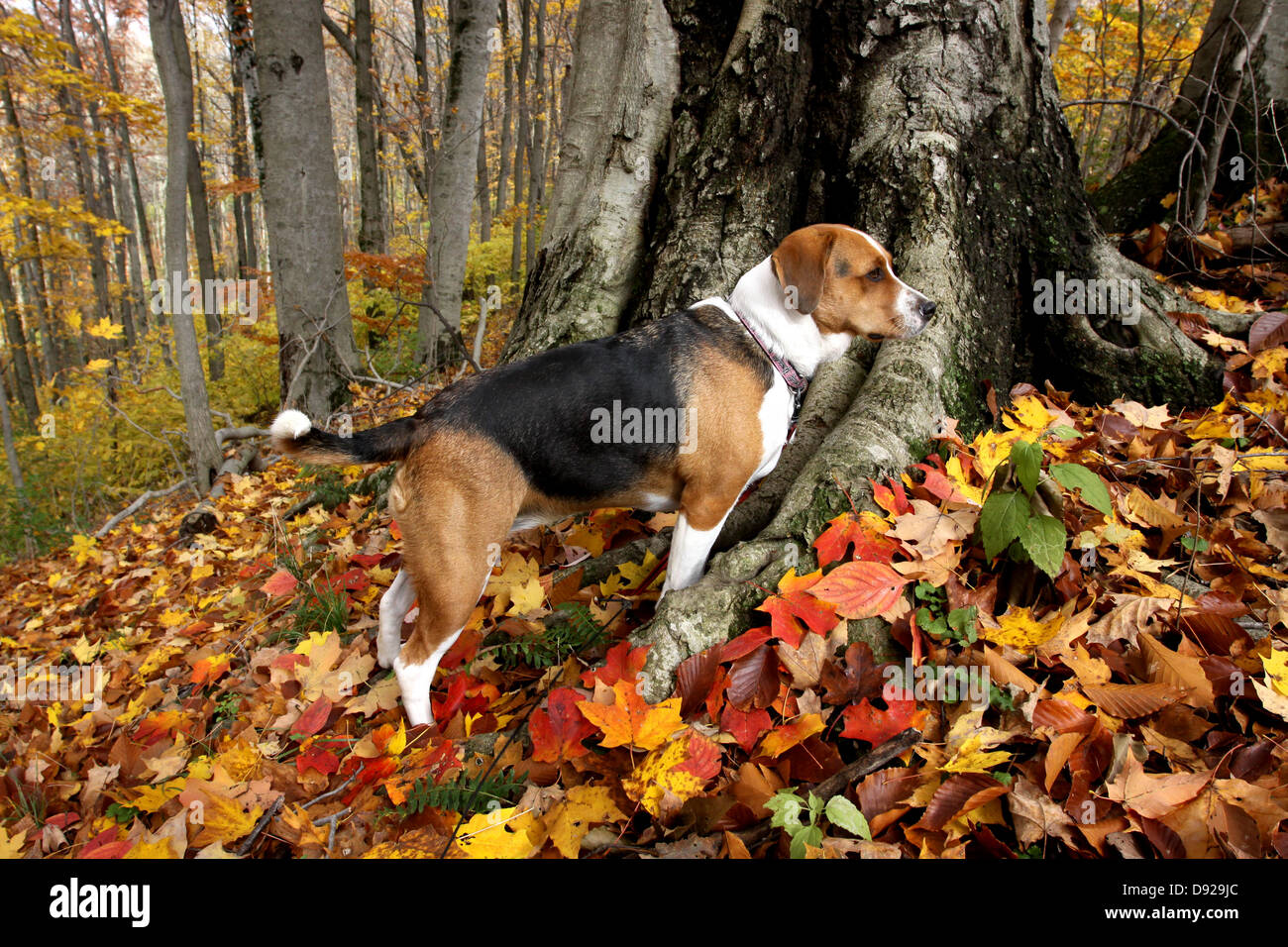 Beagle colors hi-res stock photography and images - Alamy