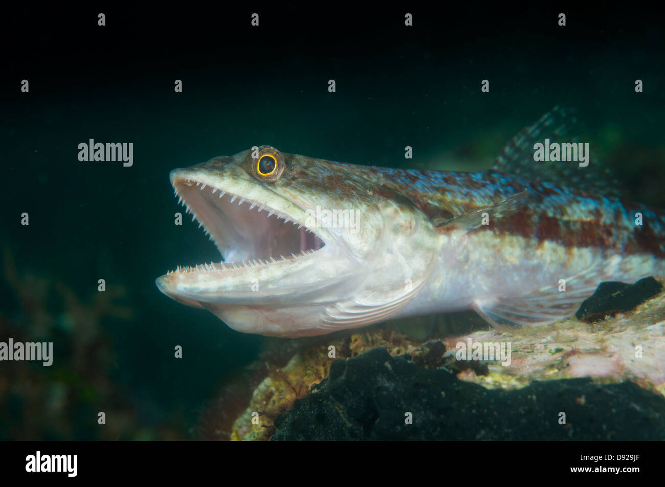 Lizardfish (Synodontidae) hunting in the Lembeh Straits, North Sulawesi ...