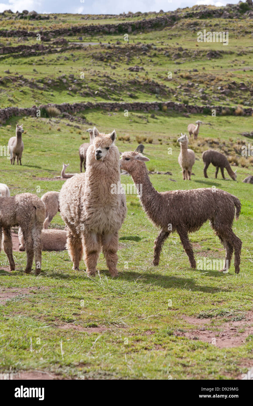 Alpaca herd, near Sillustani, Peru Stock Photo - Alamy
