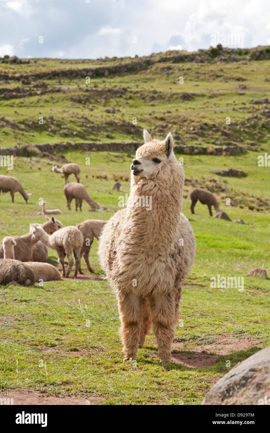 Alpaca peru hi-res stock photography and images - Alamy