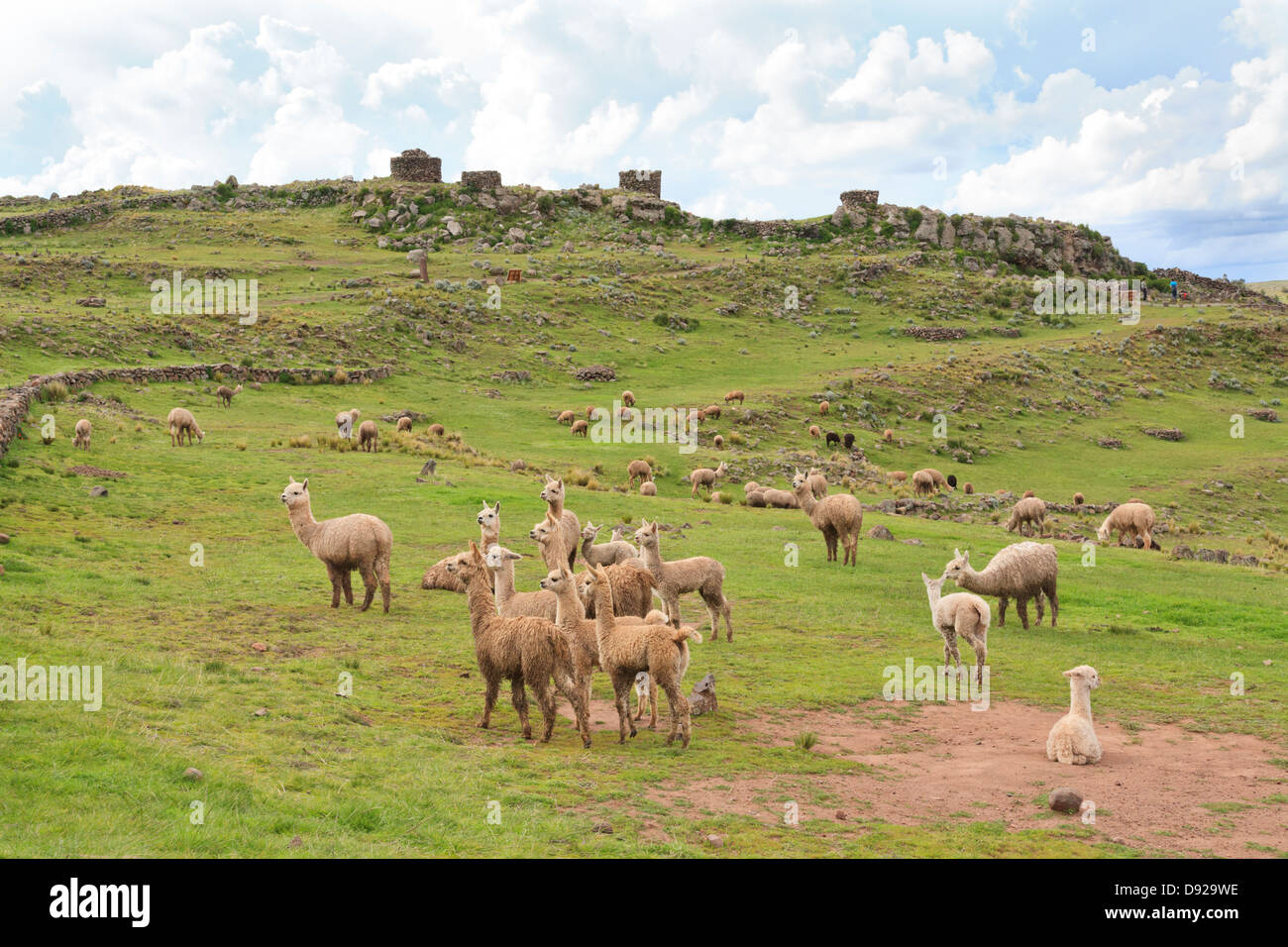 Chullpas, Pre-Columbian funeral towers and alpaca herd, Sillustani ...