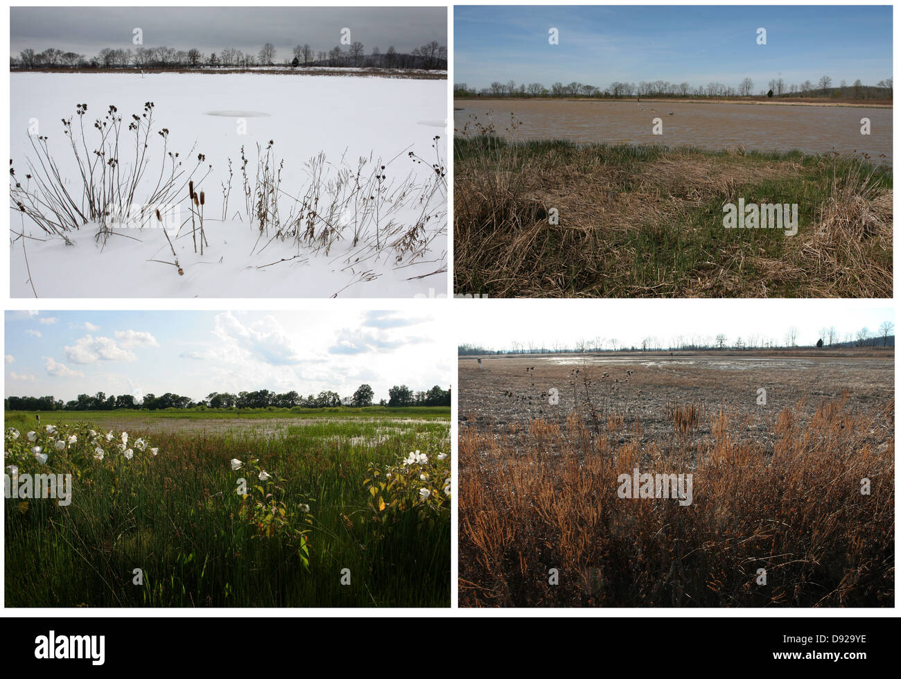 Marsh, Wetland Four Seasons in Winter, Spring, Summer, Fall, in Ohio ...