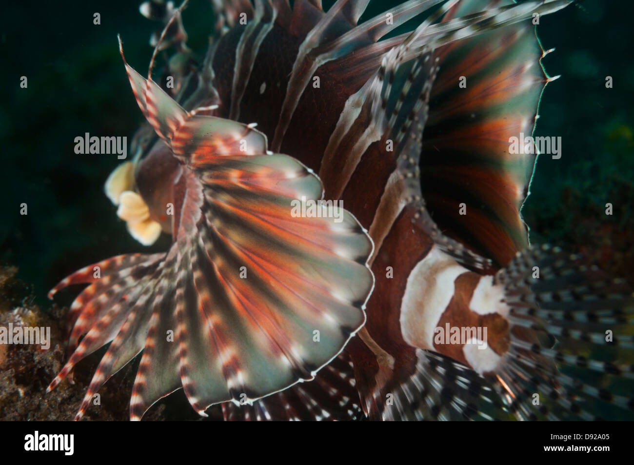 White stripes lionfish hi-res stock photography and images - Alamy