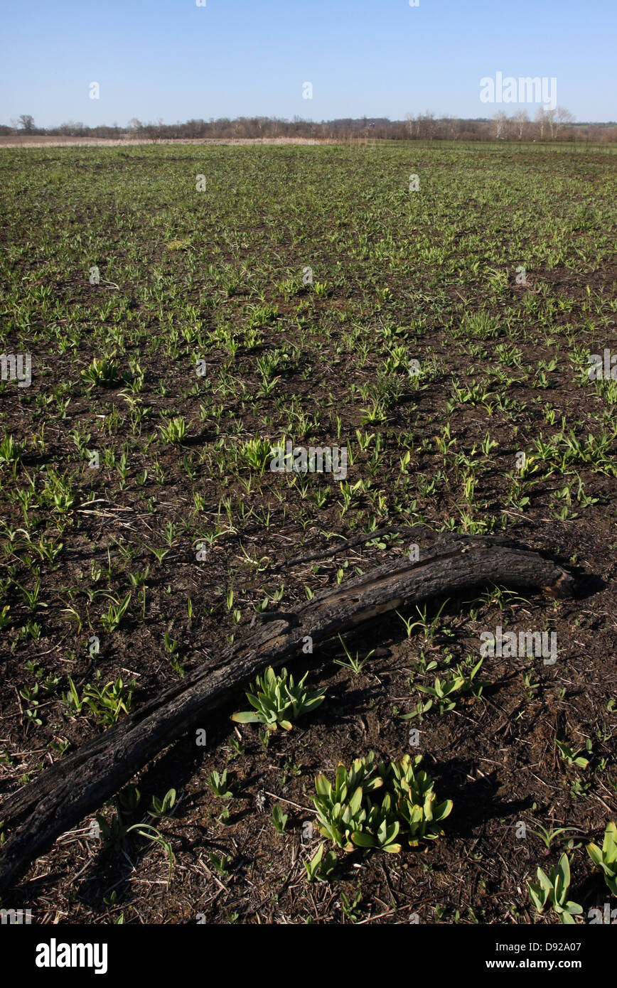 Prairie plants growth after burning Ohio restored prairie Stock Photo ...