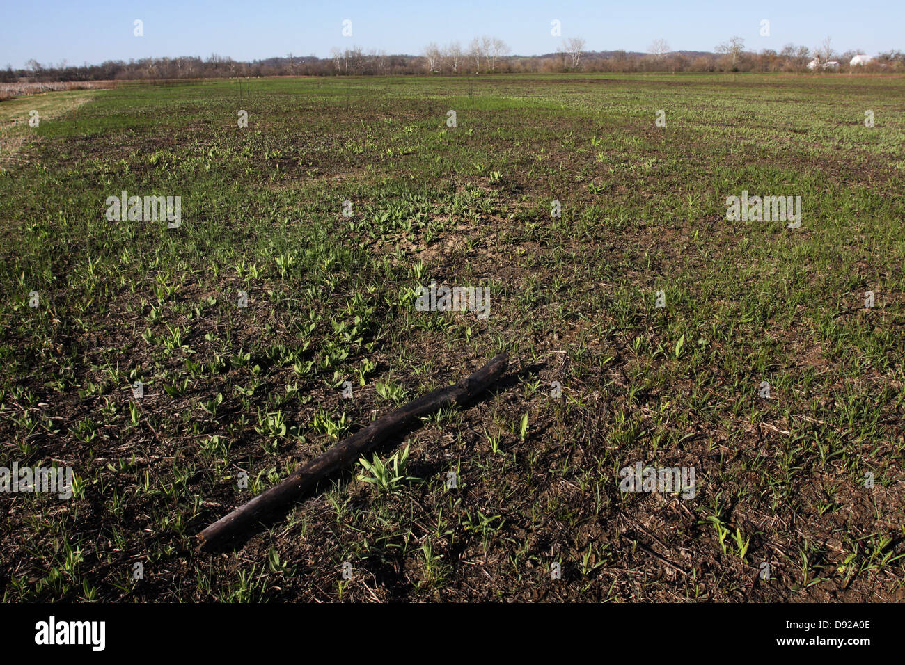 Prairie plants growth after burning Ohio restored prairie Stock Photo ...