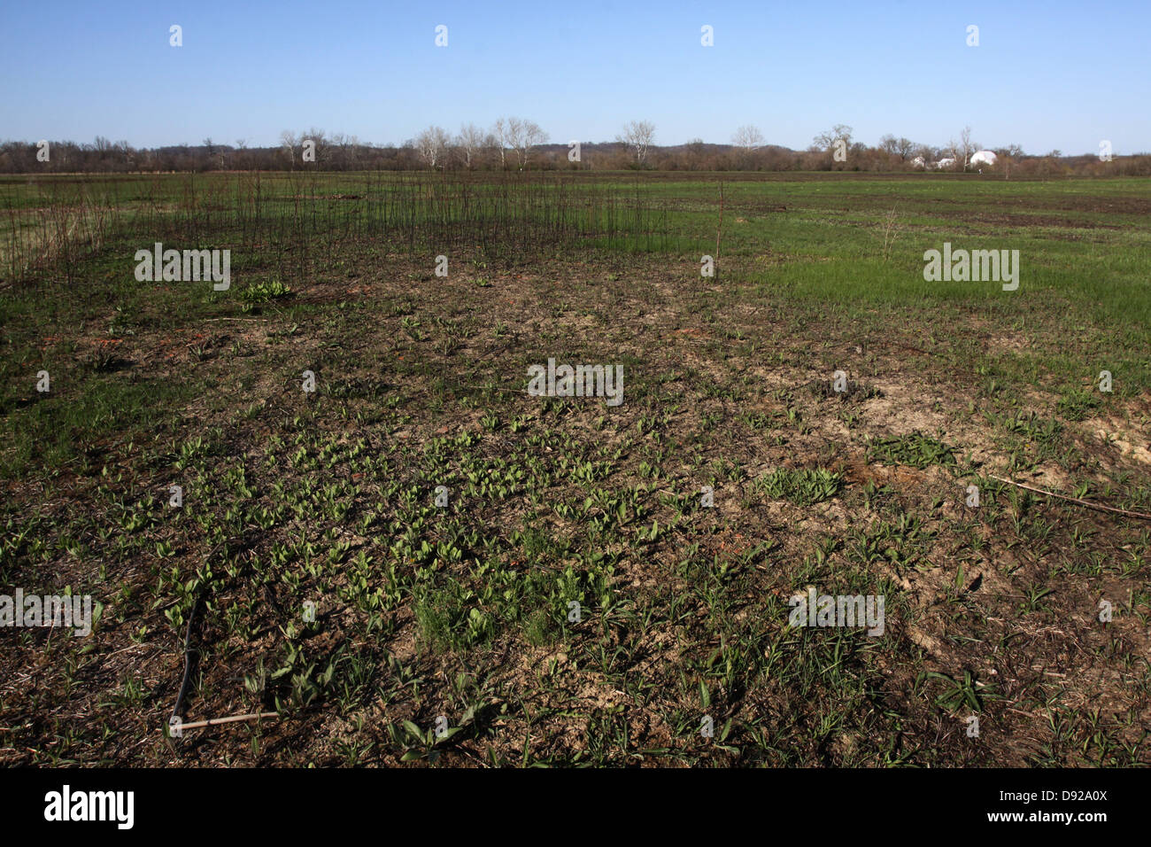 Prairie plants growth after burning Ohio restored prairie Stock Photo ...
