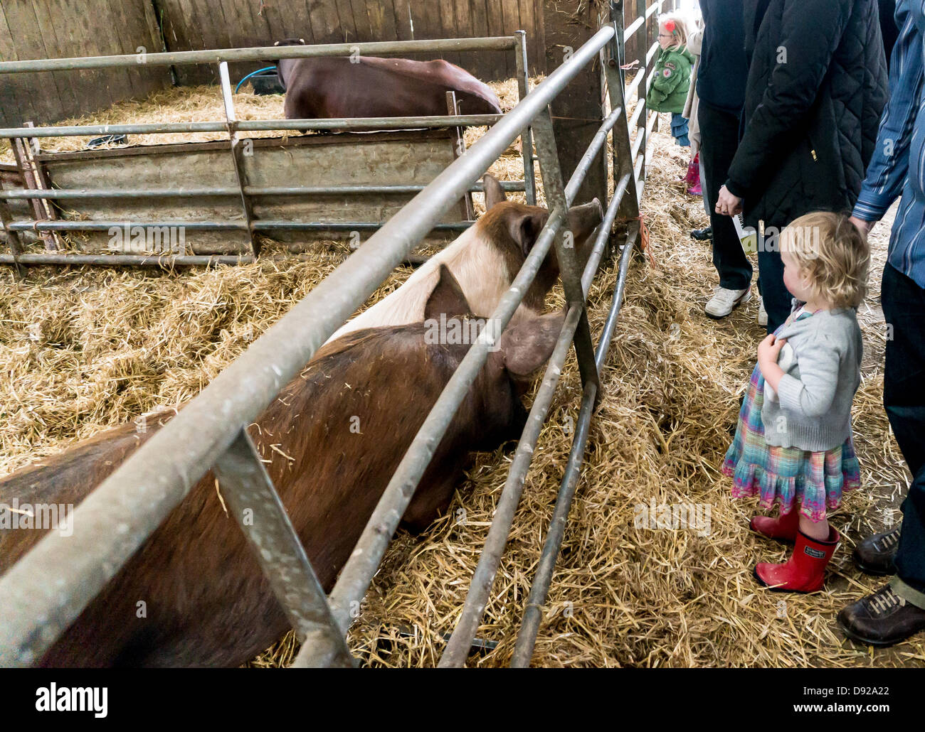 News farm pigs hi-res stock photography and images - Alamy