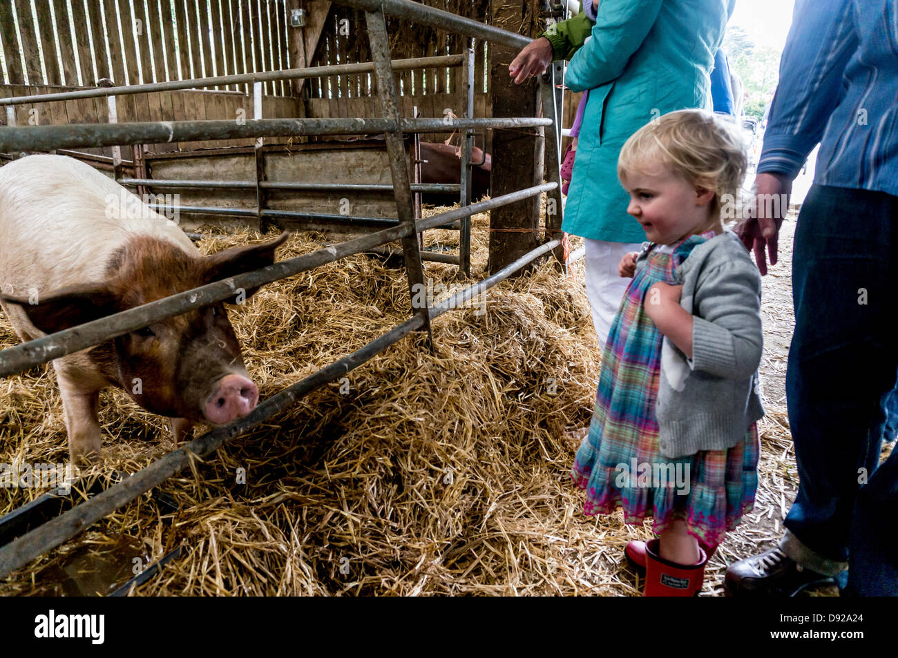 News farm pigs hi-res stock photography and images - Alamy