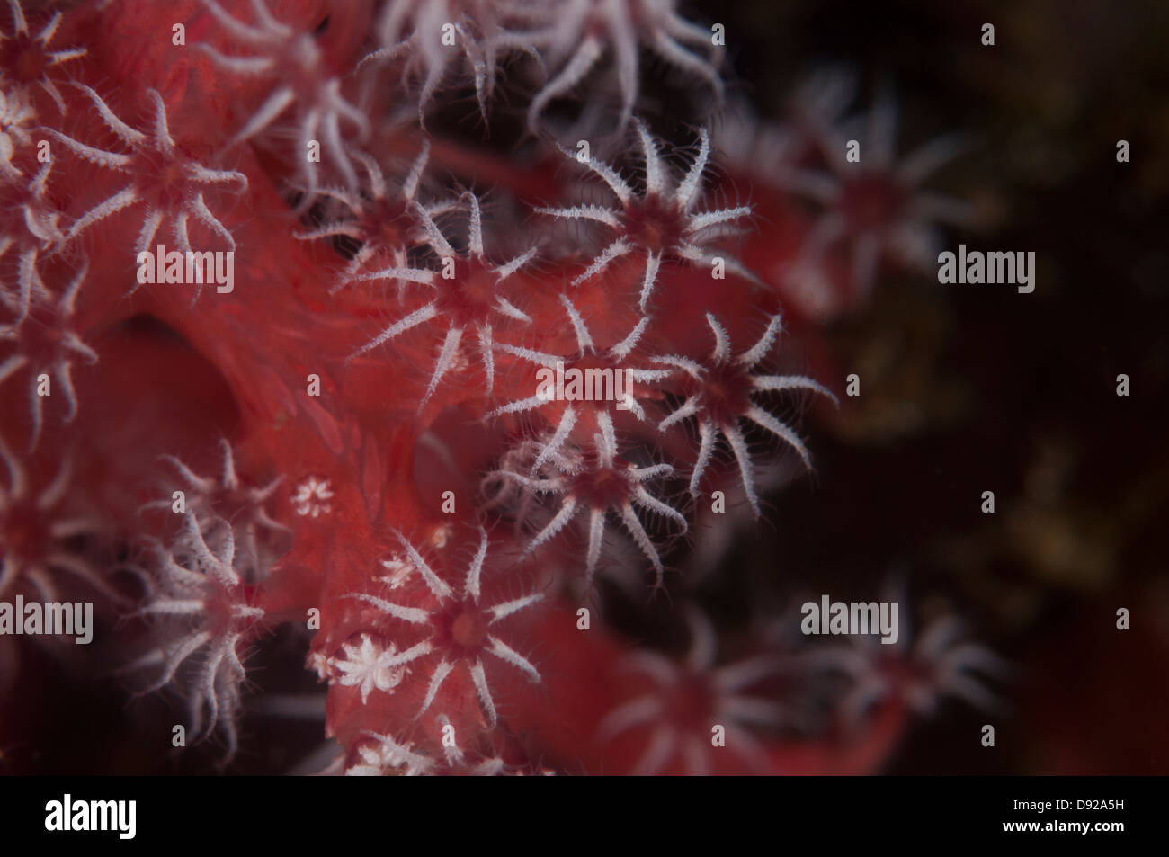 Porifera timeidae white polyp bearing sponge hi-res stock photography ...