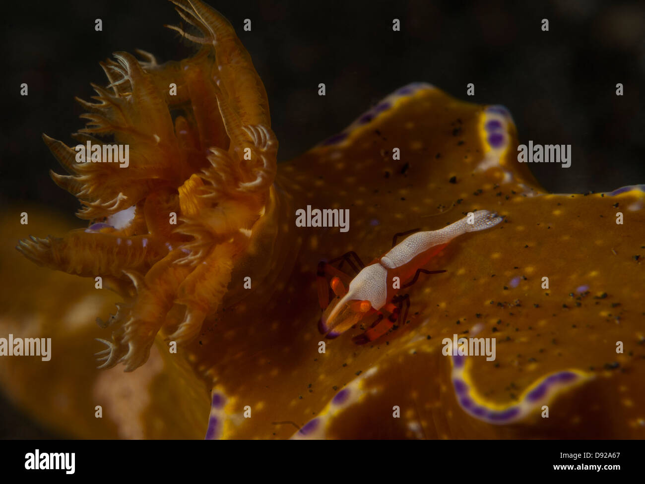 Imperial Partner Shrimp (Periclimenes imperator) takes a ride on a ...