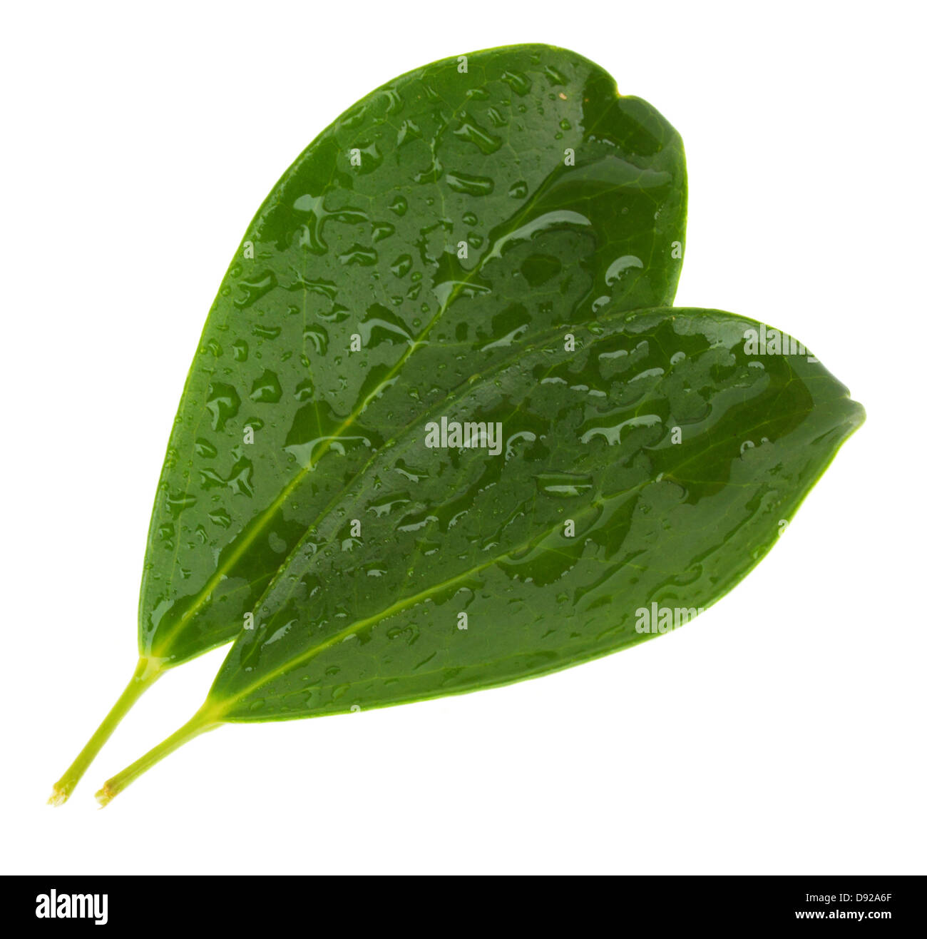two green leaves Stock Photo - Alamy