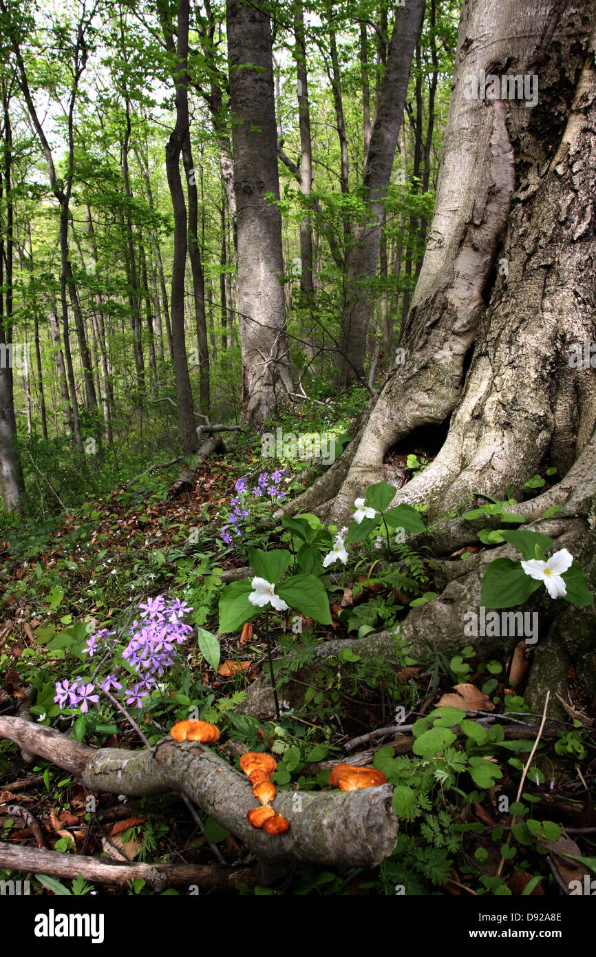 Beech tree roots with spring flowers trillium phlox in forest, Ohio ...