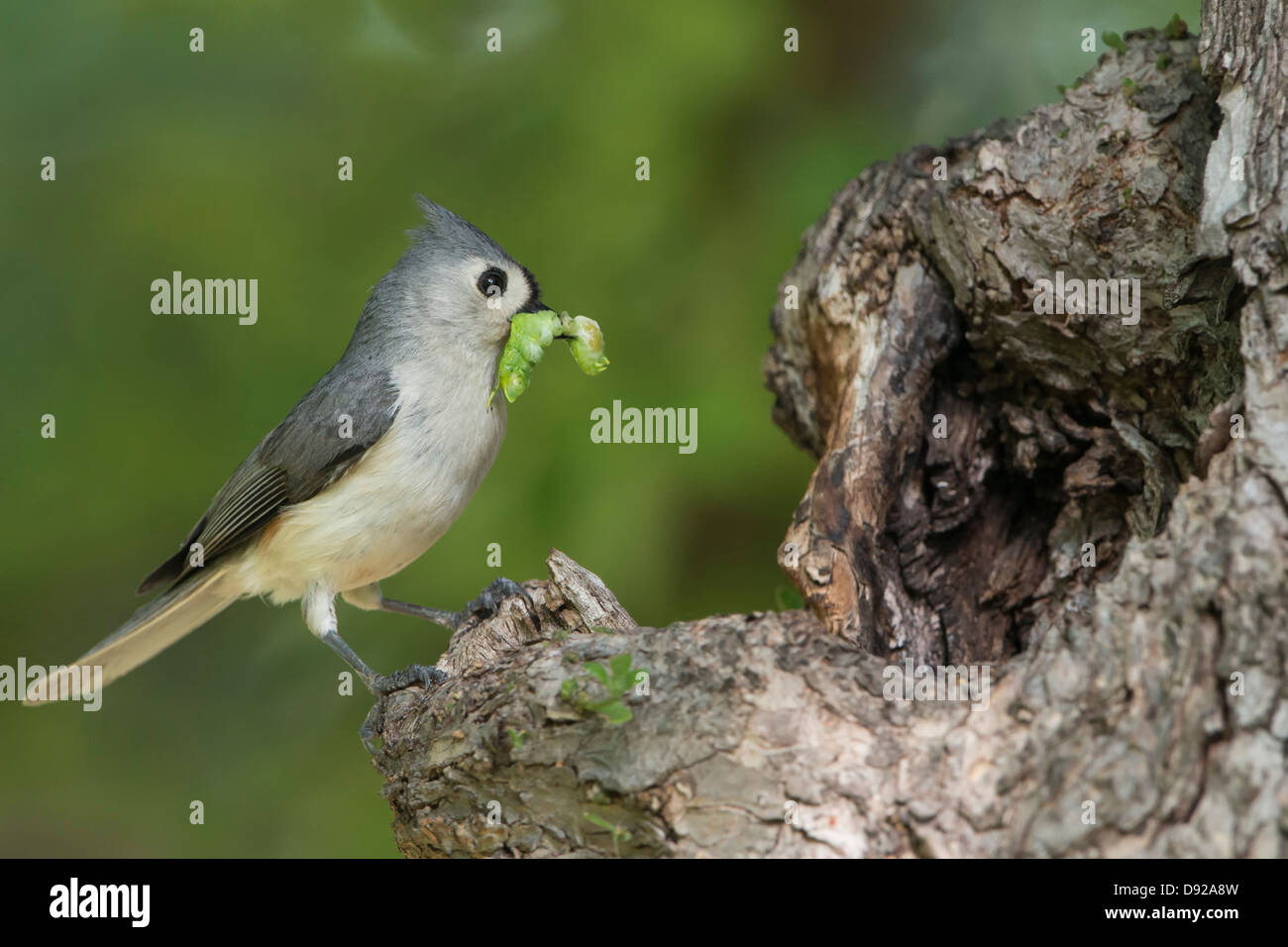 A tufted titmouse (Baeolophus bicolor) brings a green worm to its ...