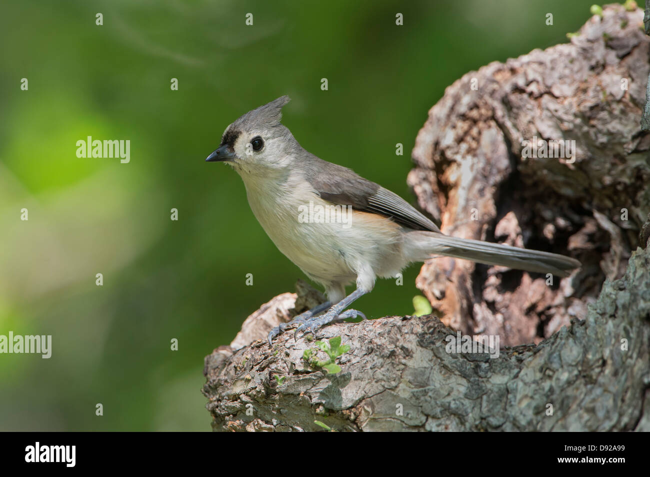 Tufted titmouse nest hi-res stock photography and images - Alamy