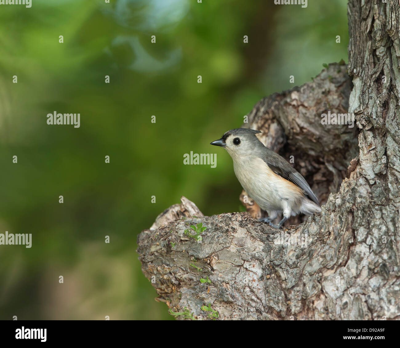 A tufted titmouse (Baeolophus bicolor) at its nest cavity, White Rock ...