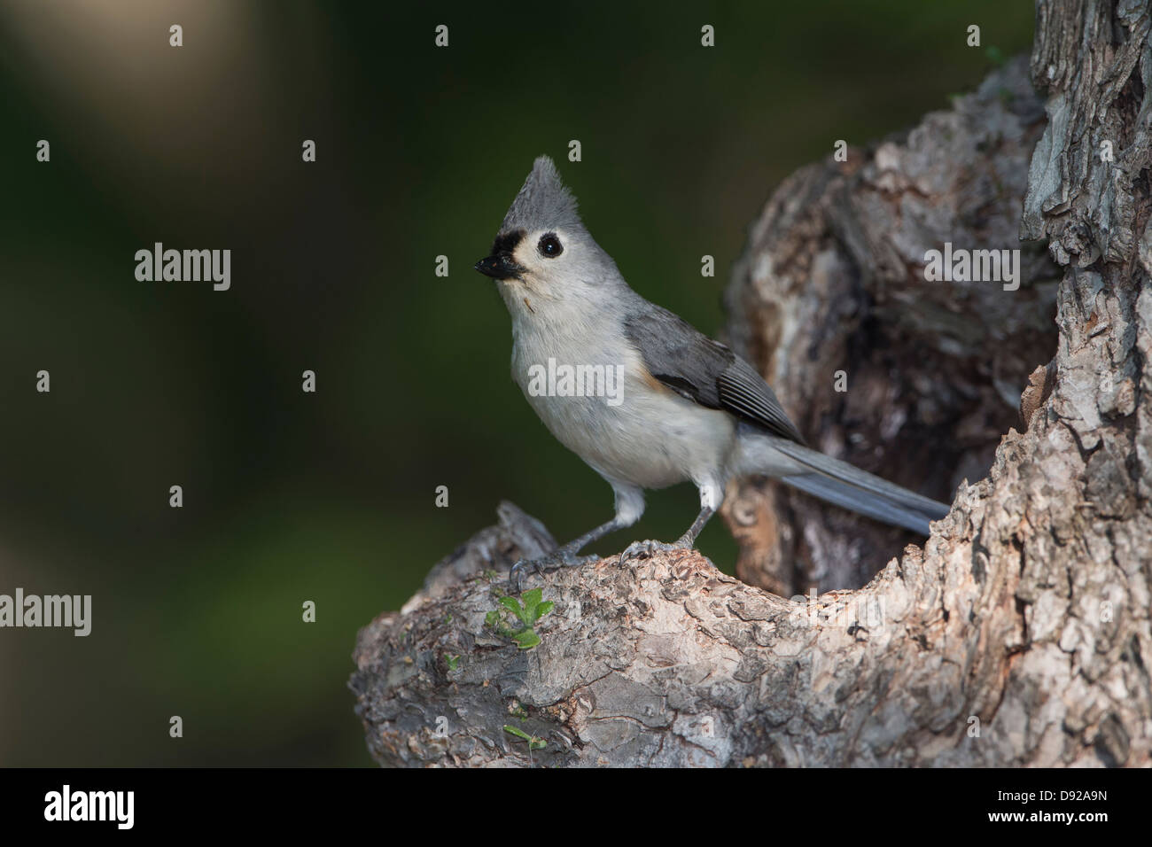 Tufted Titmouse Nest