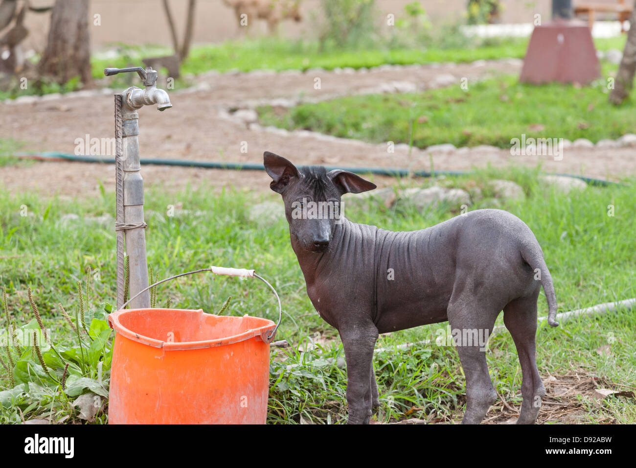Hairless dog hi-res stock photography and images - Alamy