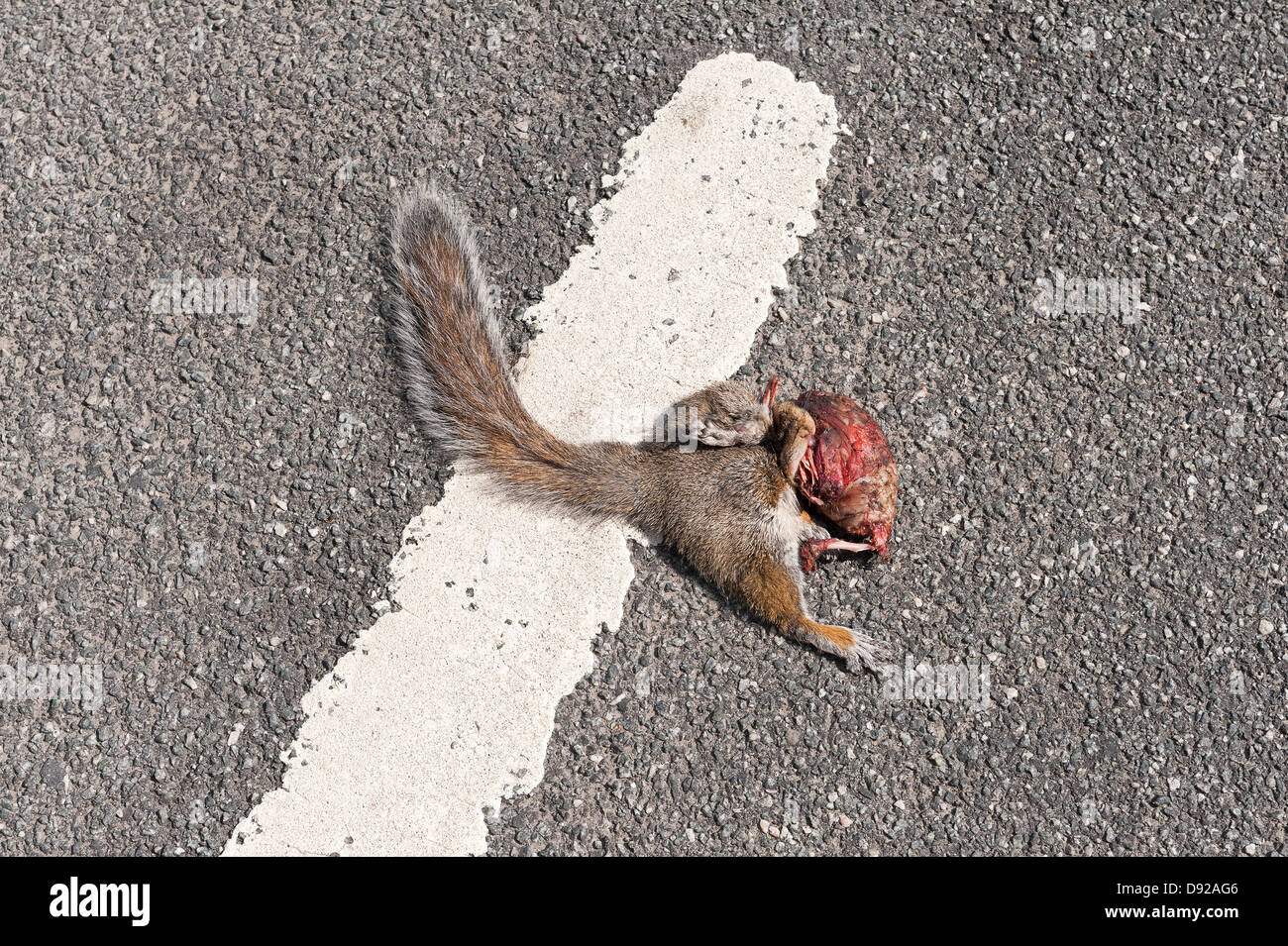 Victim of speeding car or van on a country lane internal injuries ...