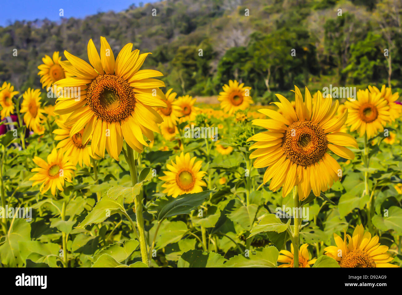 Sunflower in the sunflower farm Stock Photo - Alamy