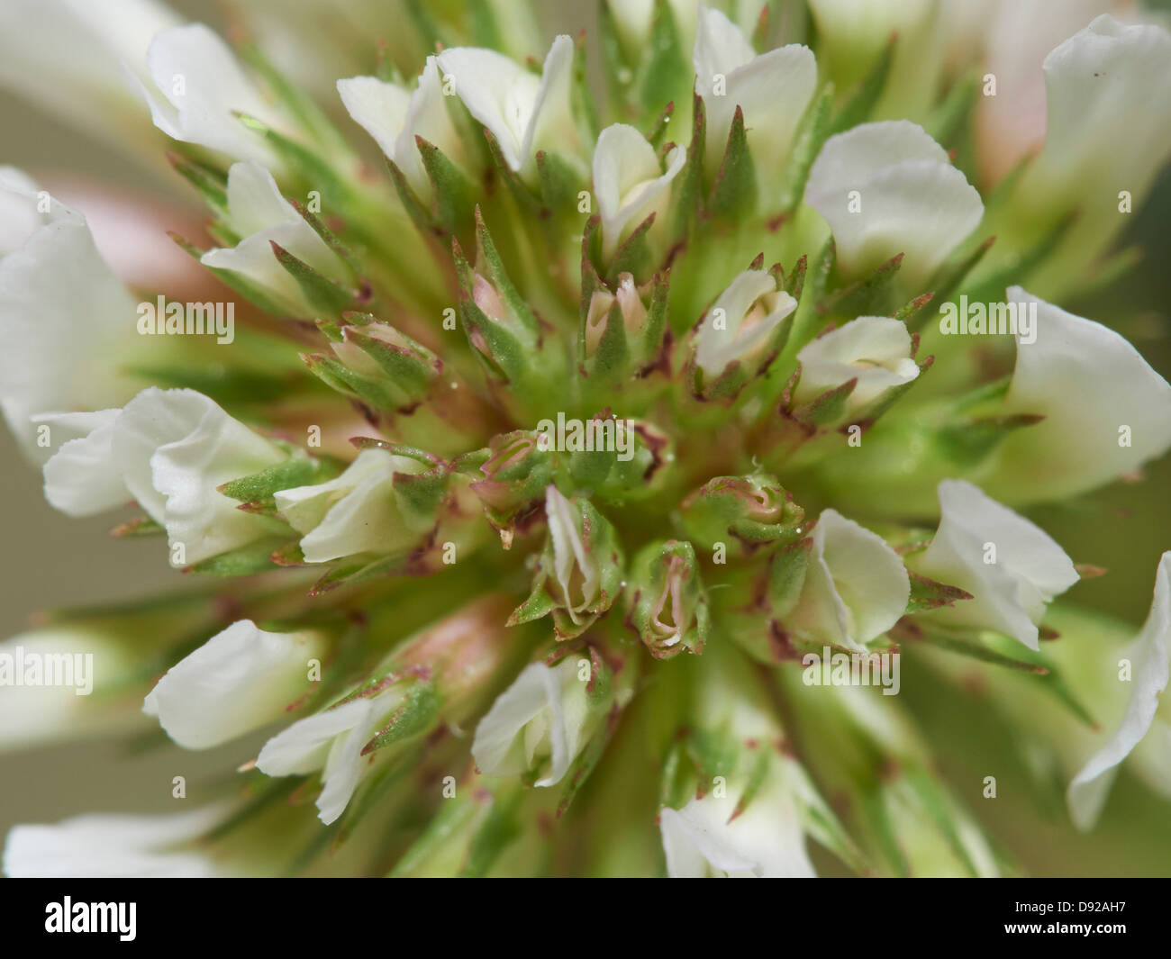 White clover close up hi-res stock photography and images - Alamy