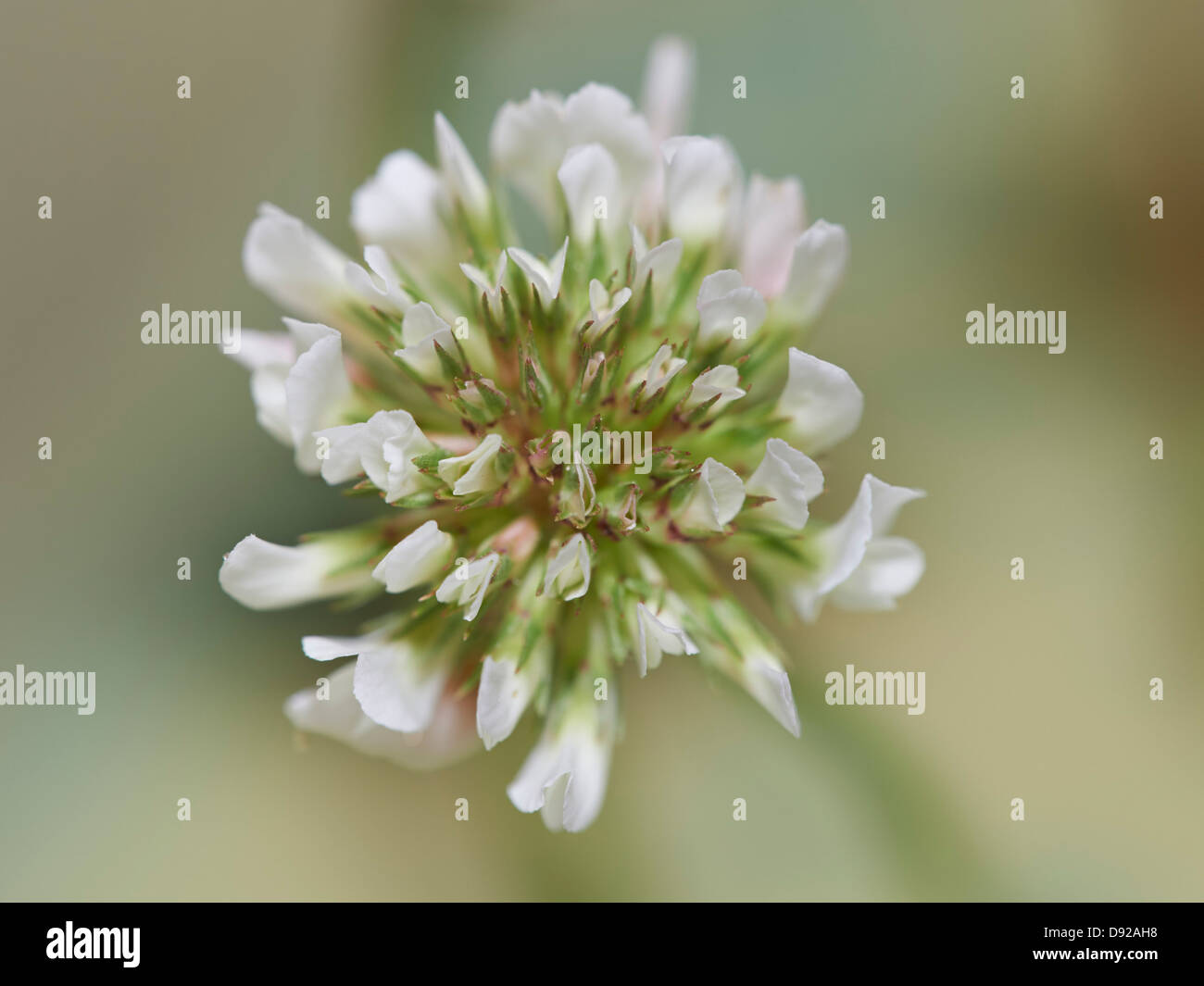 White clover close up hi-res stock photography and images - Alamy