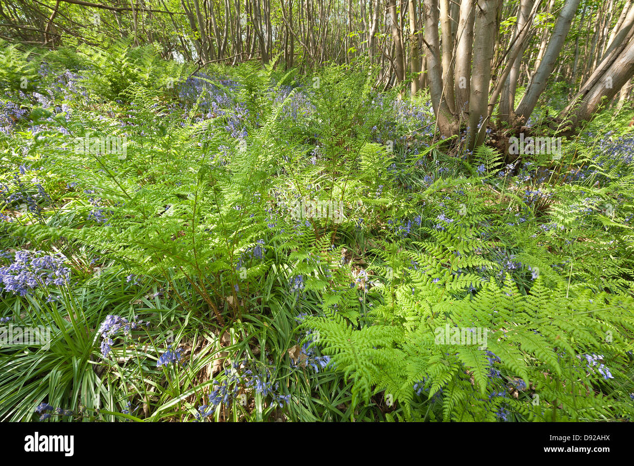 lots new lush fern fronds uncurling emerging spring in deciduous ...