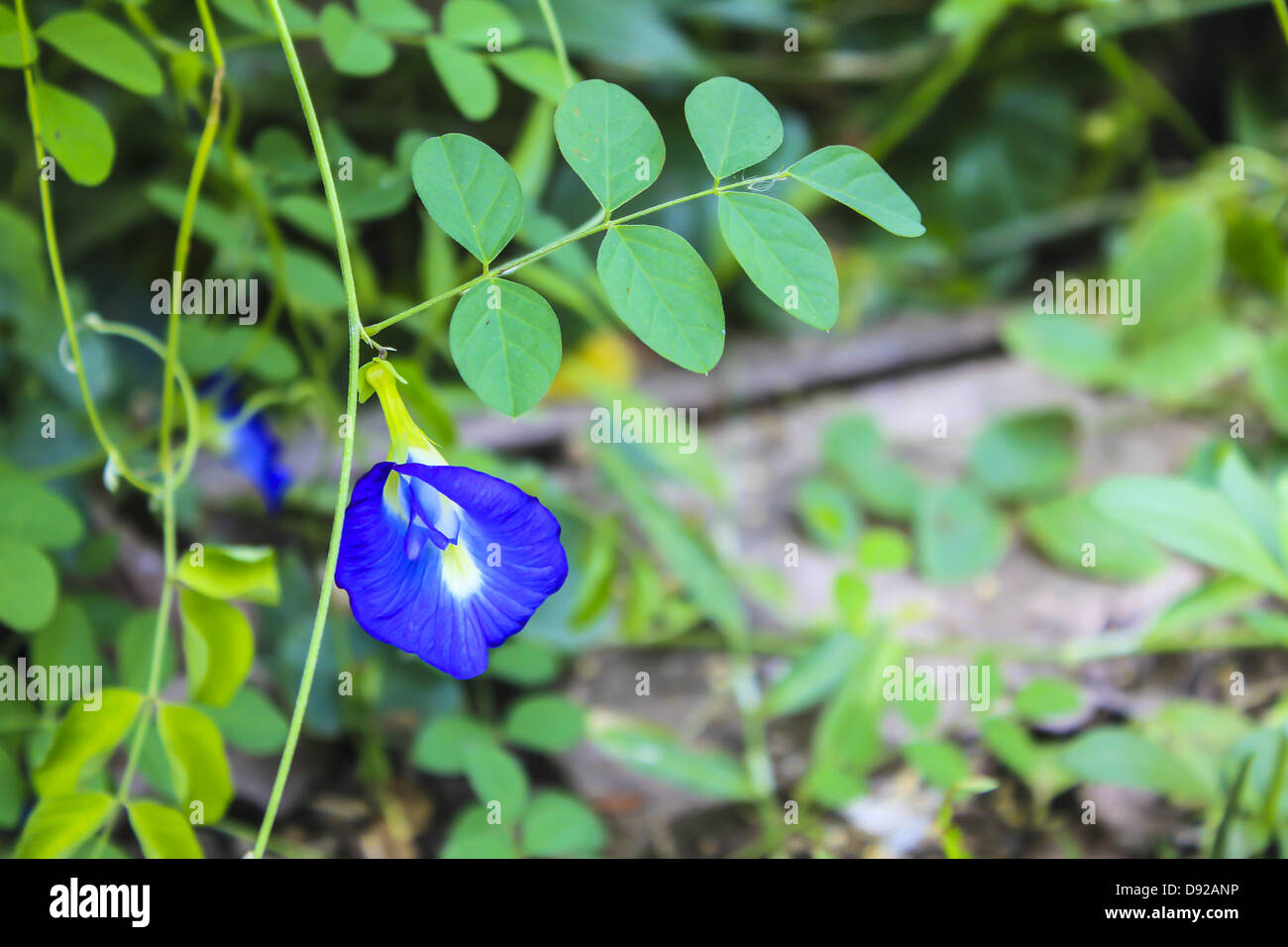 Creeper butterfly hi-res stock photography and images - Alamy