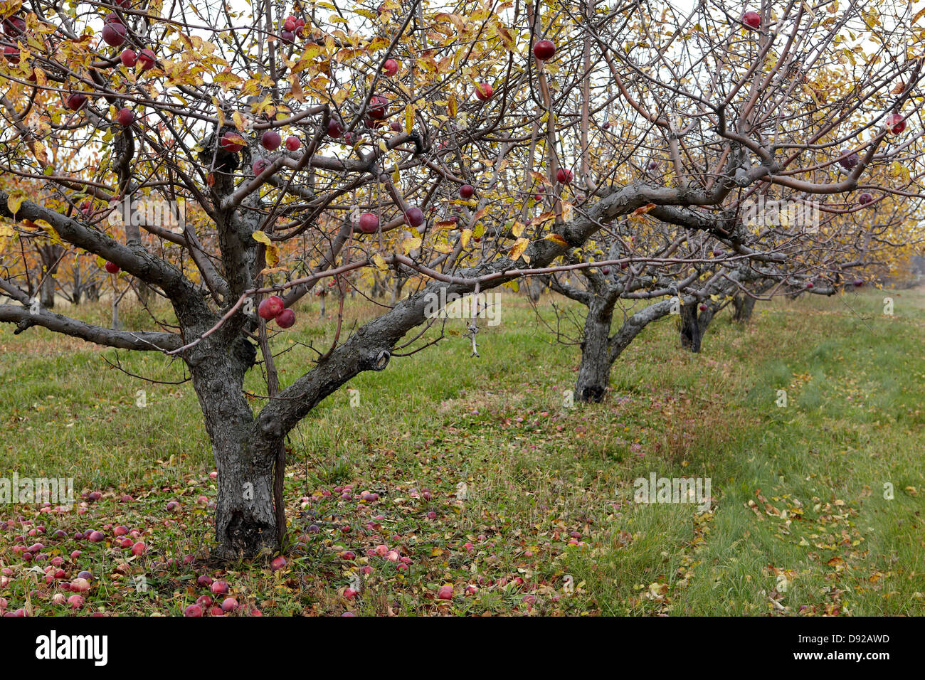 Apple orchard autumn Stock Photo - Alamy