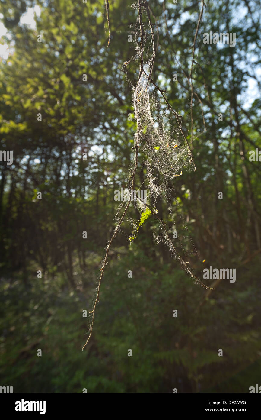 Dangling from a spider web hi-res stock photography and images - Alamy
