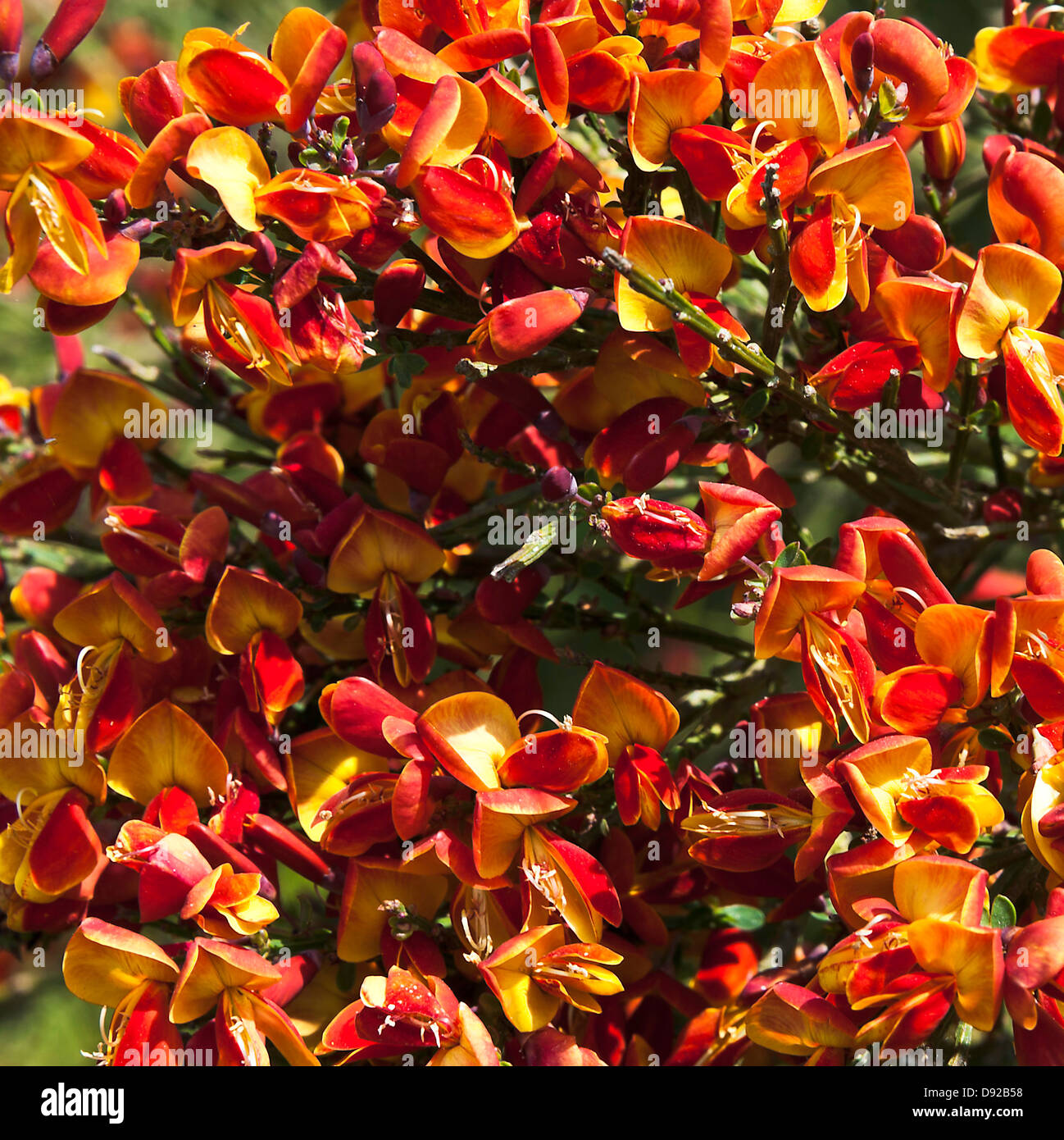 Golden Red Flowering Broom Shrub Cytisus Lena in Flower in an Alsager ...