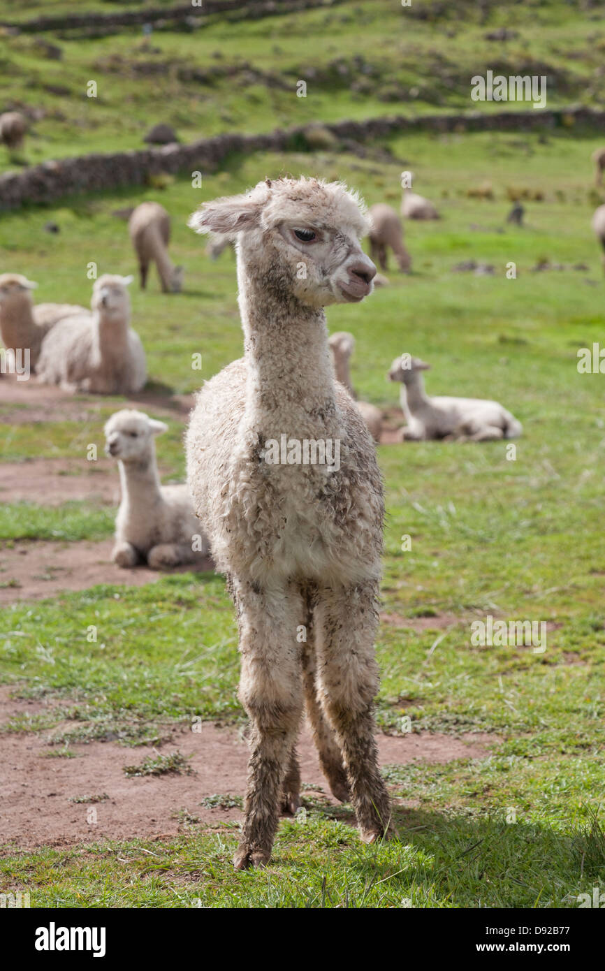 Cria, Alpaca herd, near Sillustani, Peru Stock Photo - Alamy