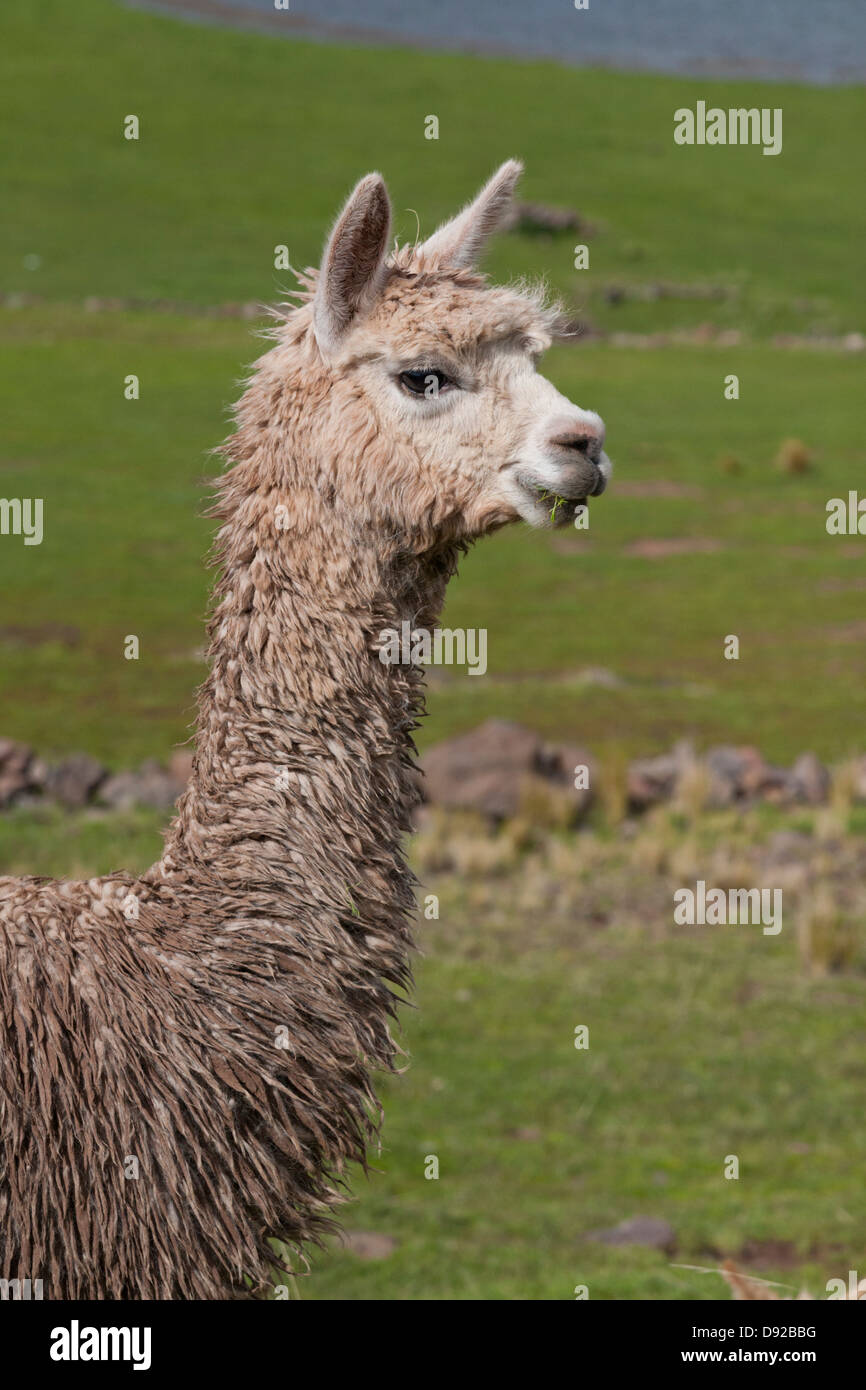 Alpaca herd, near Sillustani, Peru Stock Photo - Alamy