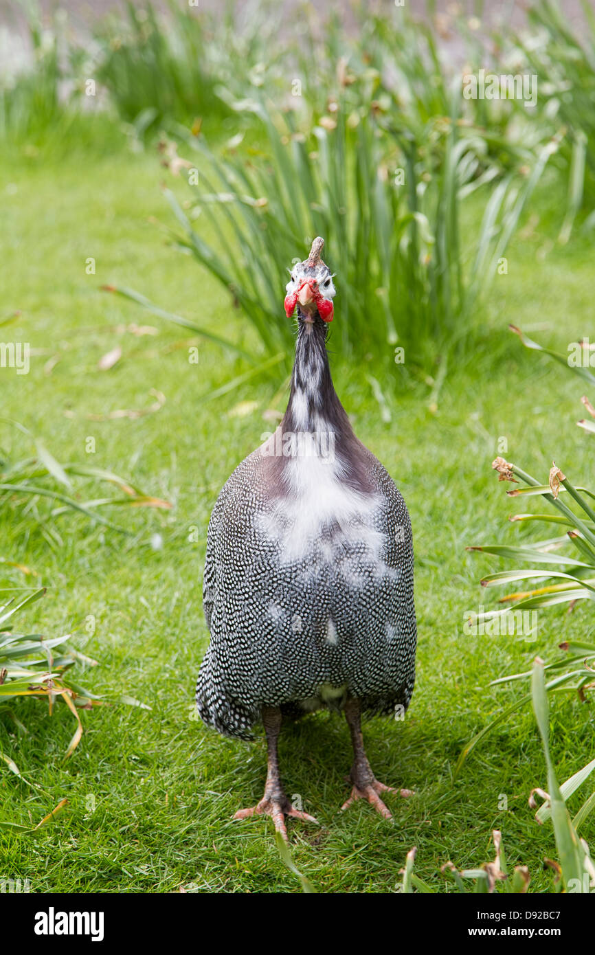 Helmeted guinea fowl (Numida meleagris Stock Photo - Alamy