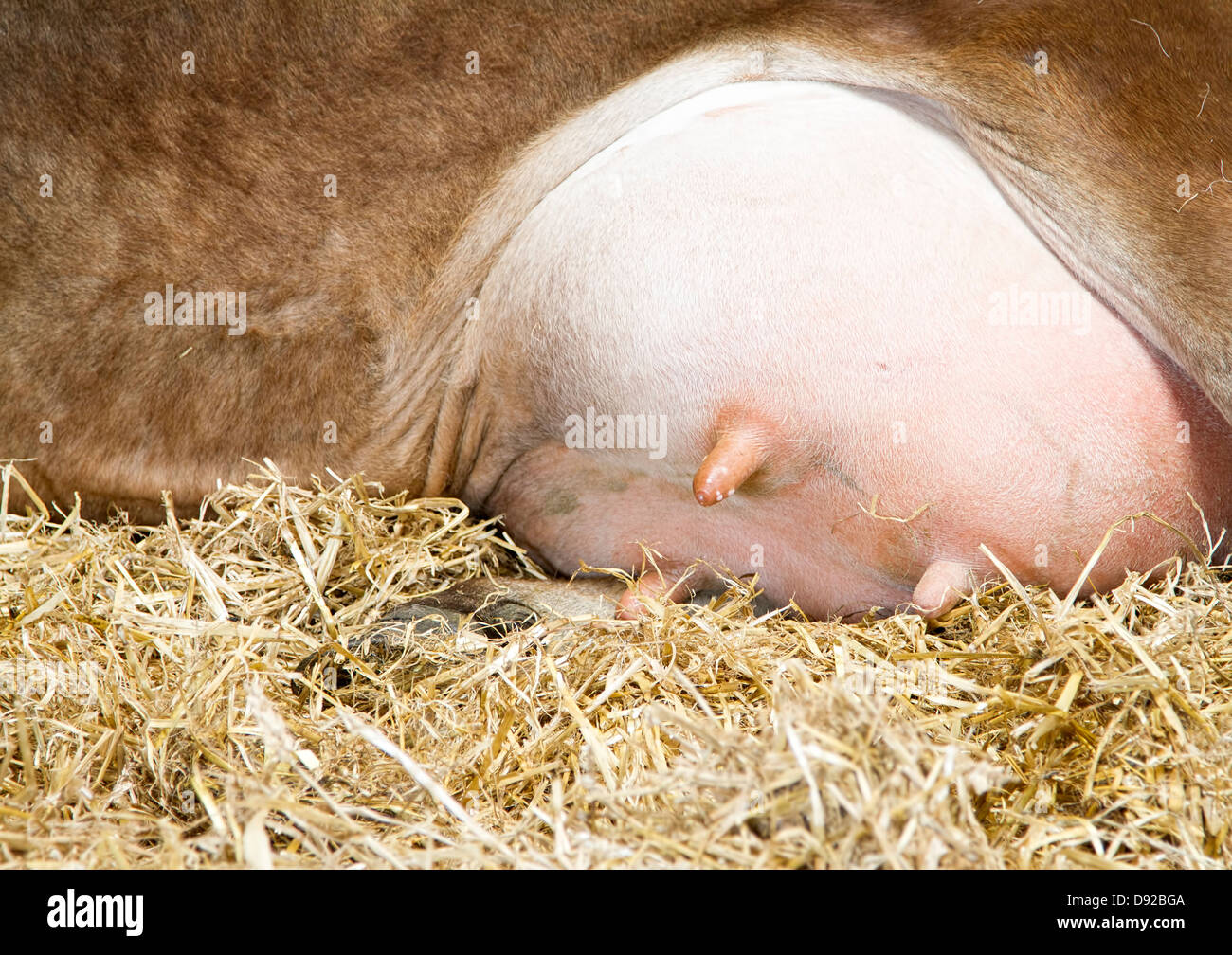 Close up cows udders with milk drops on teat Stock Photo - Alamy