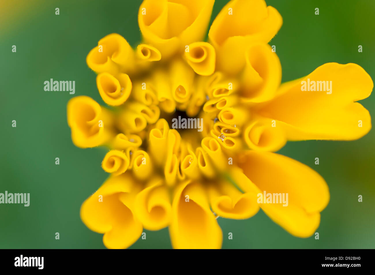 Opening flower petal hi-res stock photography and images - Alamy