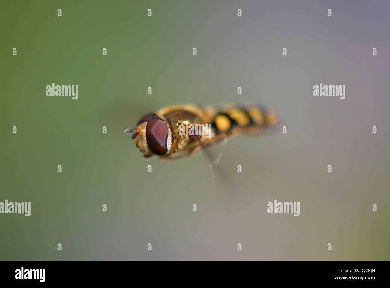 Close up of wasp in flight Stock Photo - Alamy