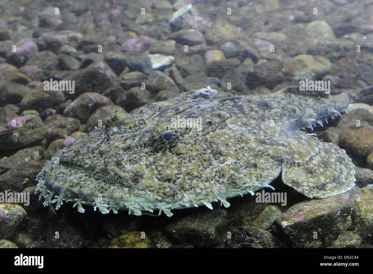 Devil fish hi-res stock photography and images - Alamy