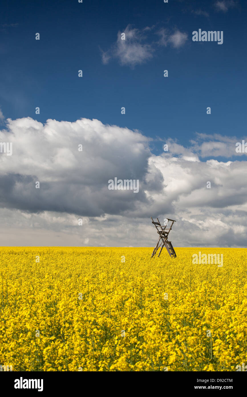 Flowers of oil in rapeseed field with hunting tower Stock Photo - Alamy
