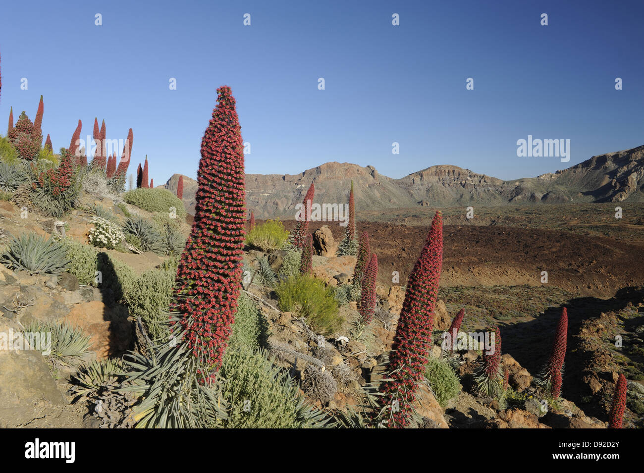 Teide viper's bugloss hi-res stock photography and images - Alamy