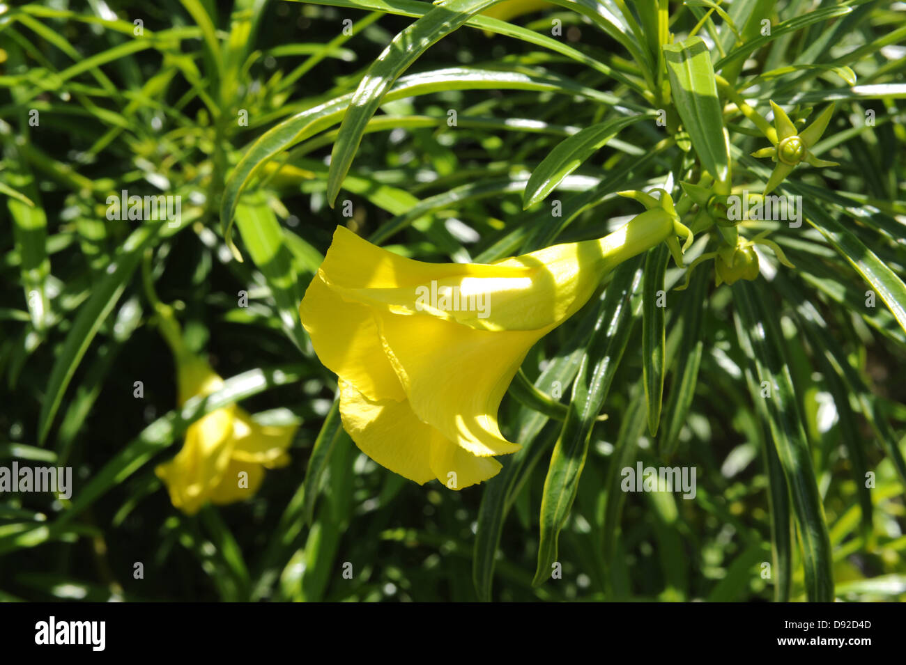 Thevetia Peruviana White
