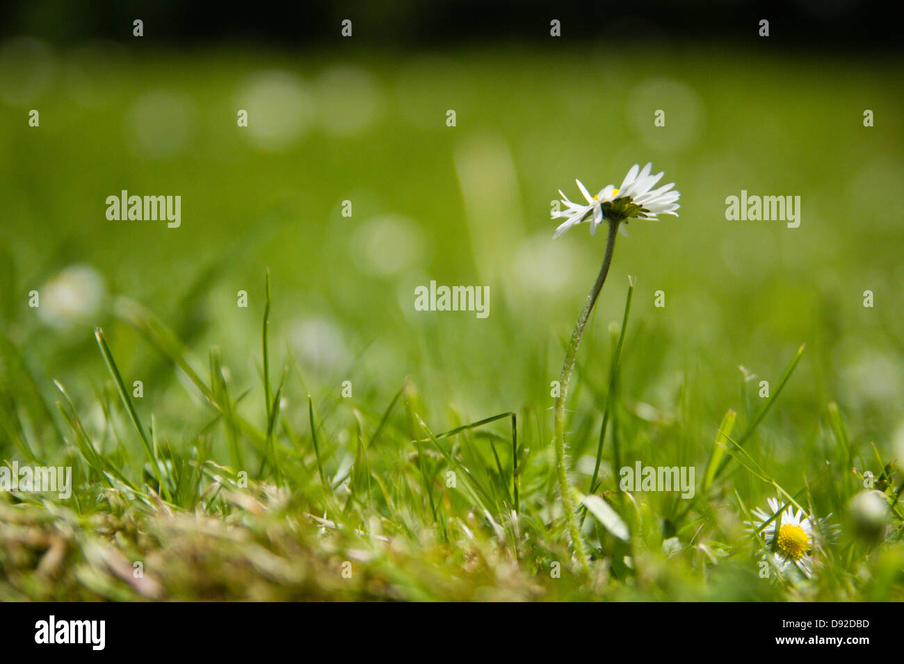 Grass and daisy hi-res stock photography and images - Alamy