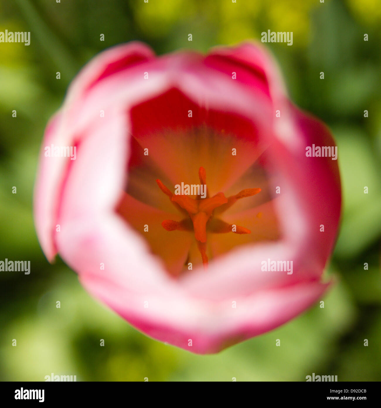 Open tulips hi-res stock photography and images - Alamy