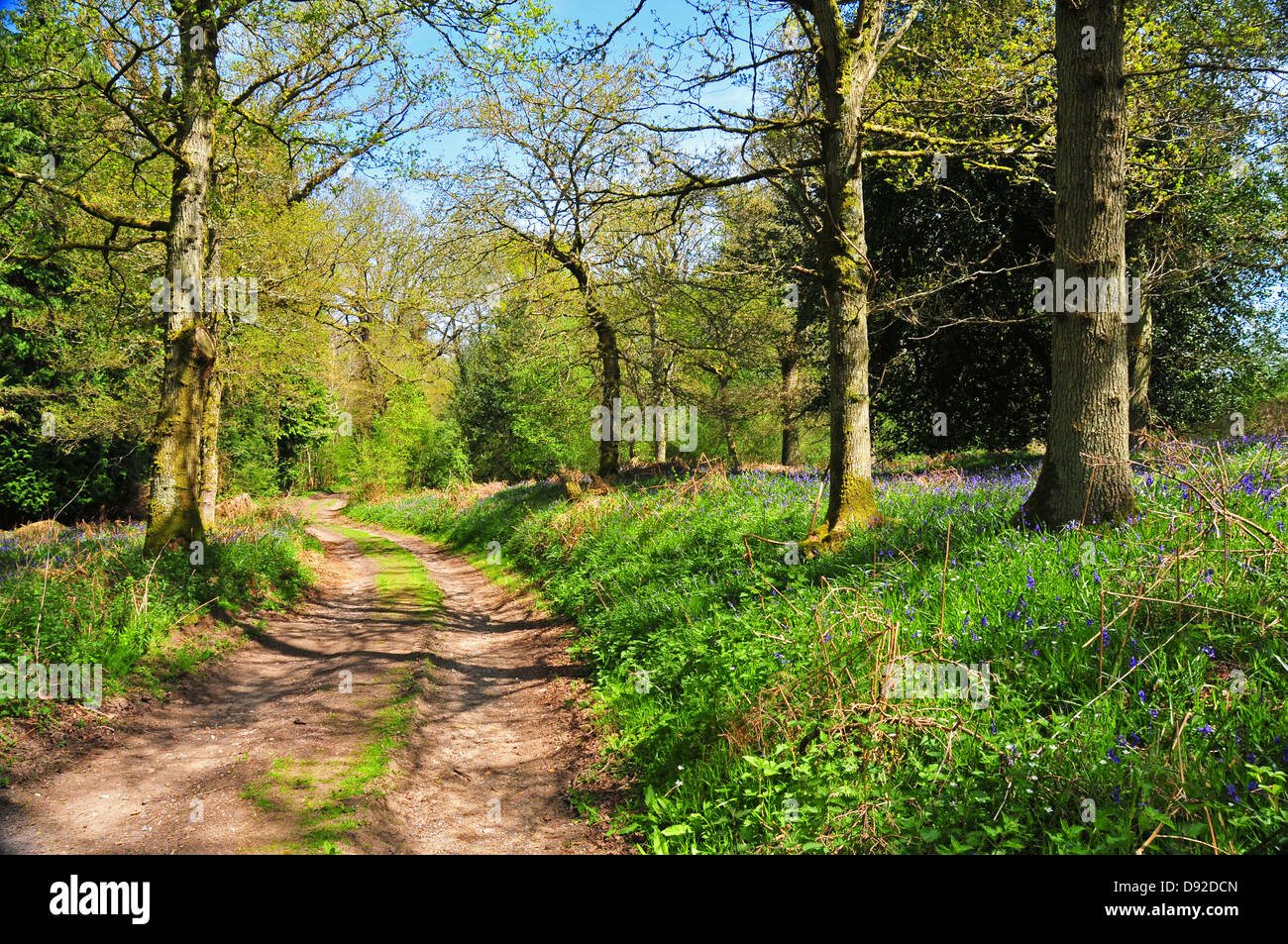 Coldwaltham england hi-res stock photography and images - Alamy