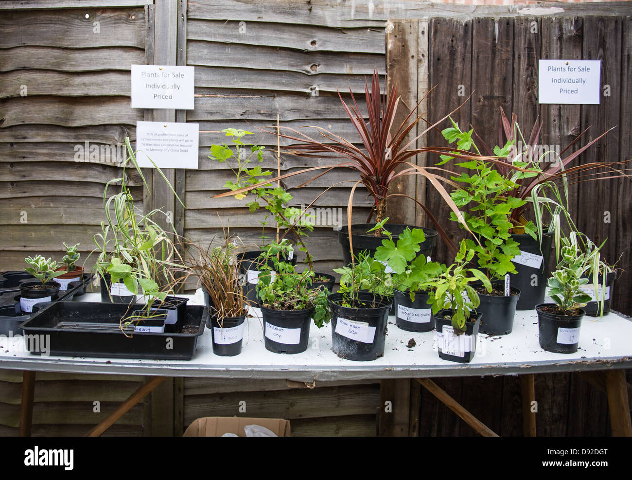 A shelf of plants for sale at an Open Garden event Stock Photo - Alamy