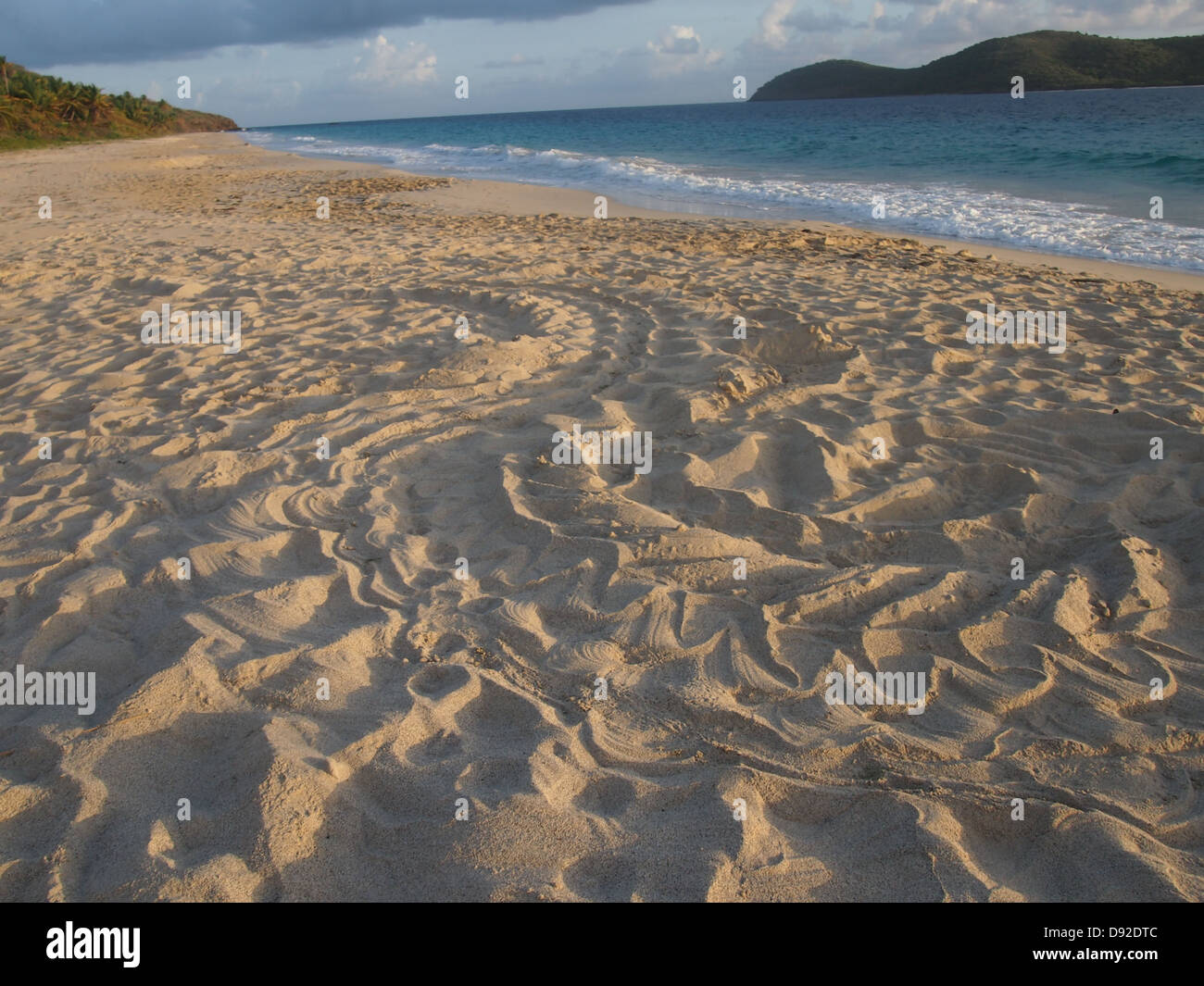 Meandering path of sea turtle tracks Stock Photo - Alamy