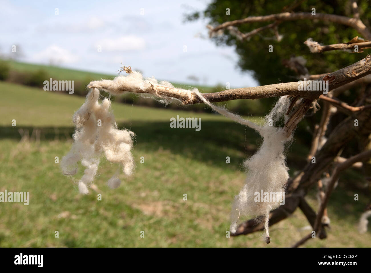 Sheeps nest hi-res stock photography and images - Alamy
