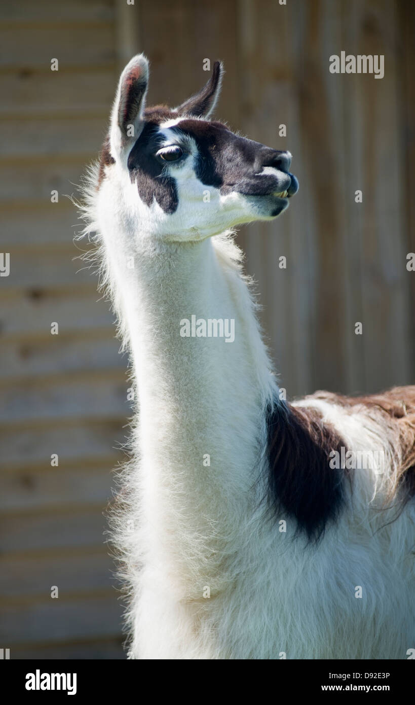 Portrait of a llama (Lama glama Stock Photo - Alamy