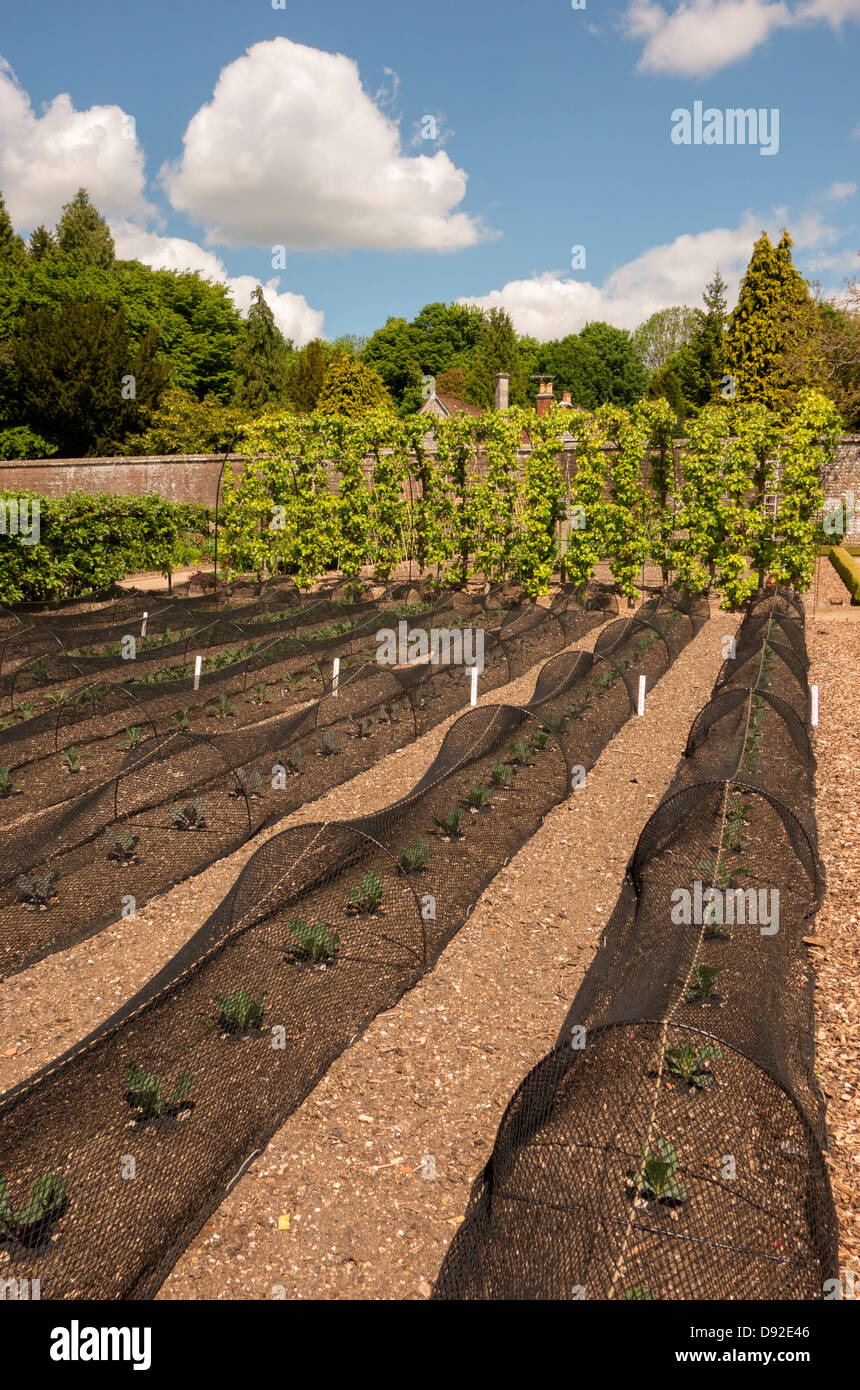 Garden Cabbages Netting Stock Photos & Garden Cabbages Netting Stock ...