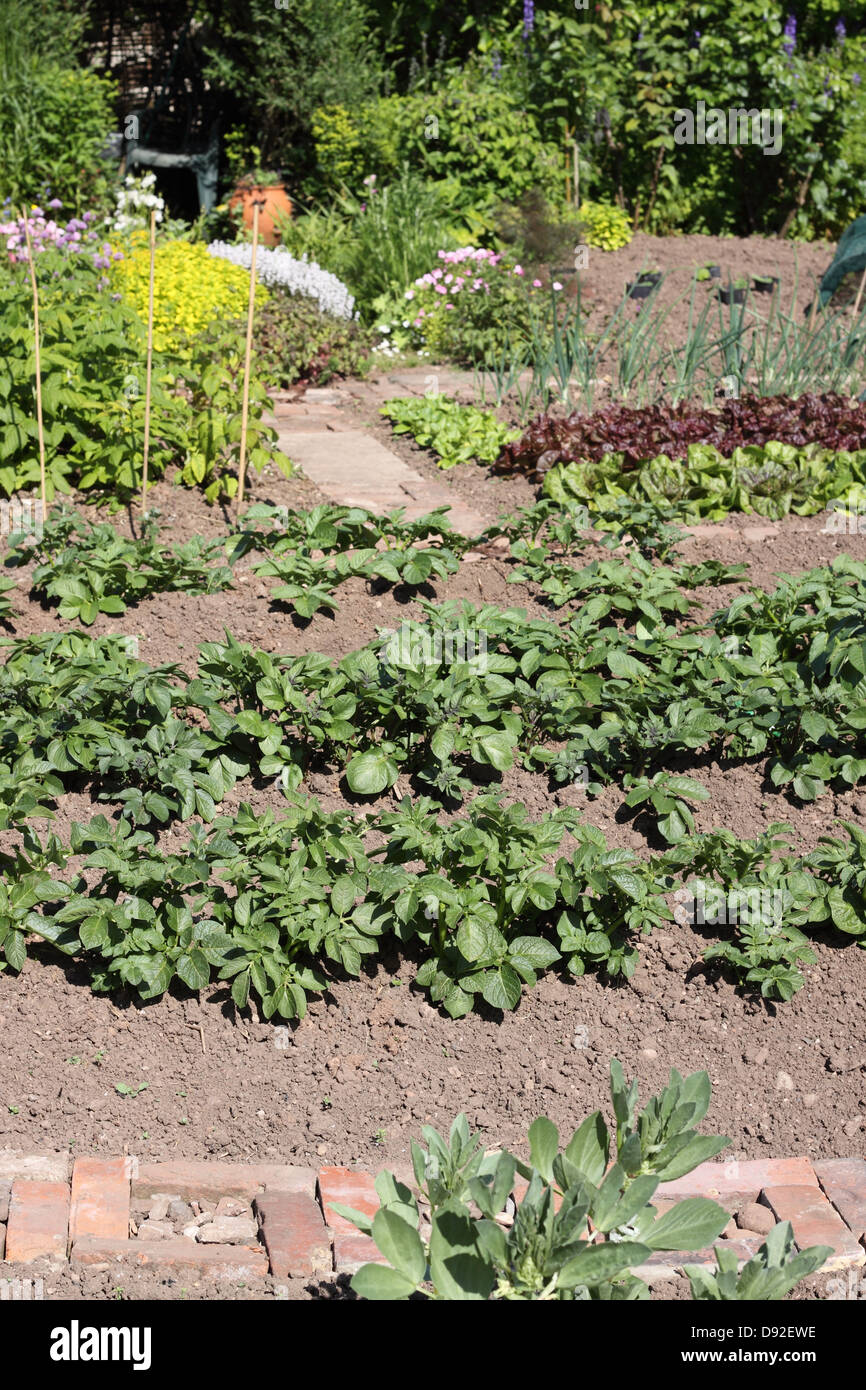 Allotment vegetable garden provided by local council authority in ...