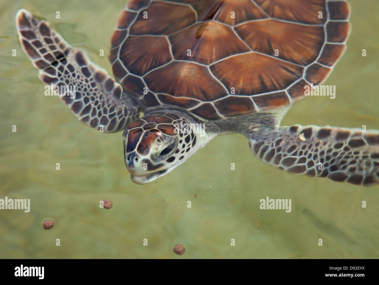 Young turtle feeding, Turtle Farm, Grand Cayman Stock Photo - Alamy